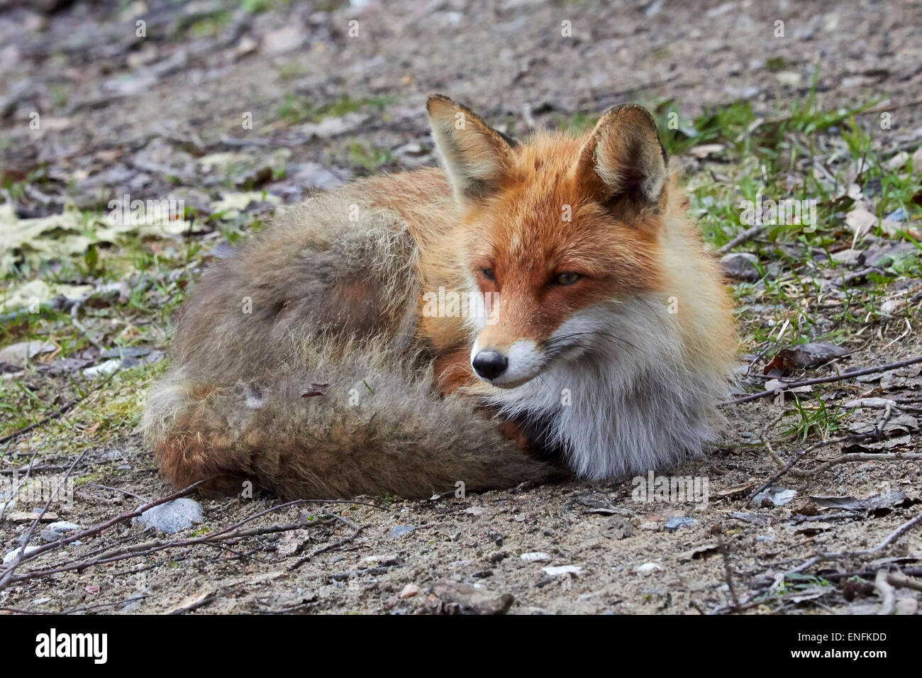 Red fox vixen, Vulpes vulpes, Finland Stock Photo - Alamy