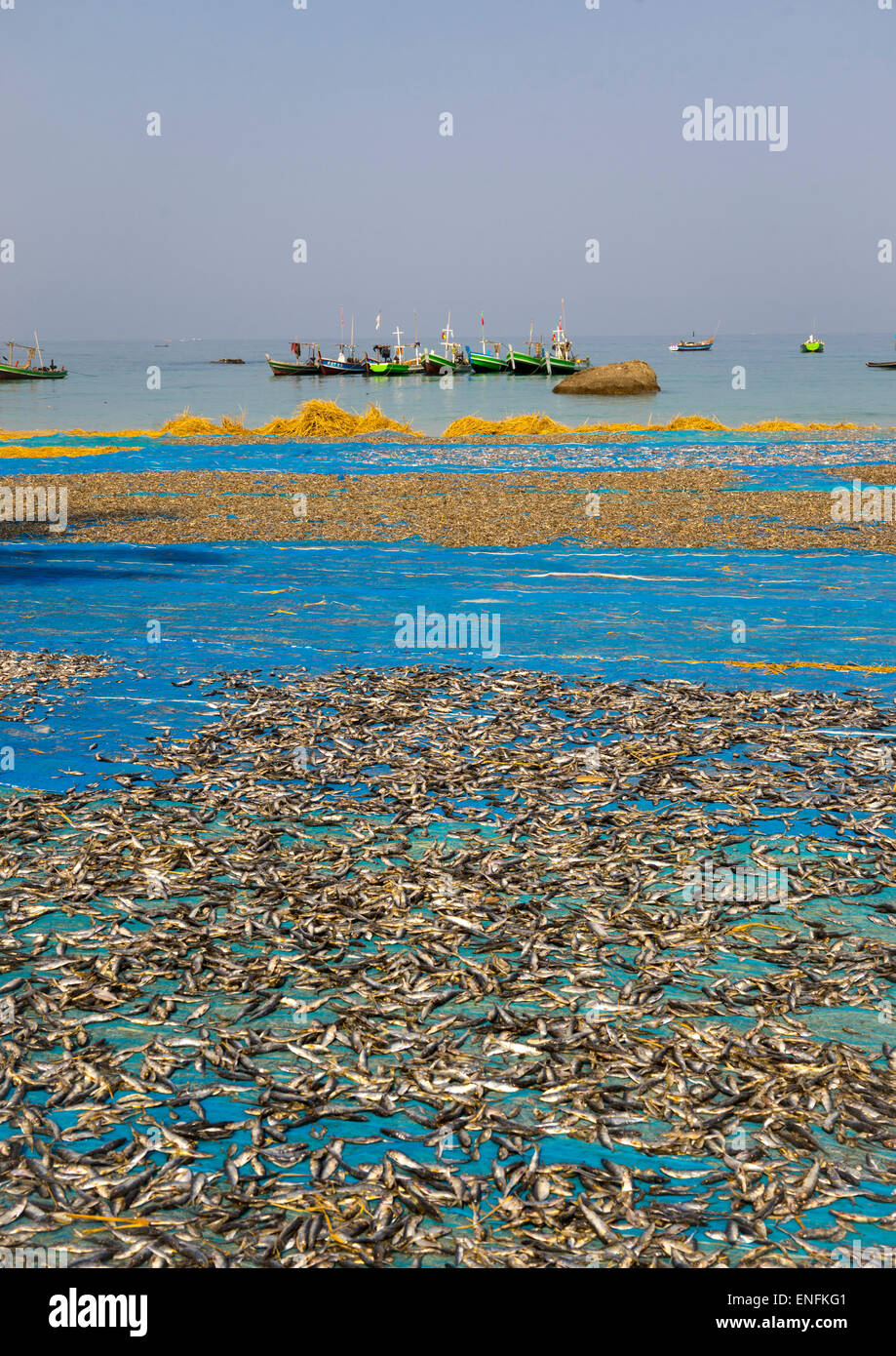 Dried fishes on beach hi-res stock photography and images - Alamy