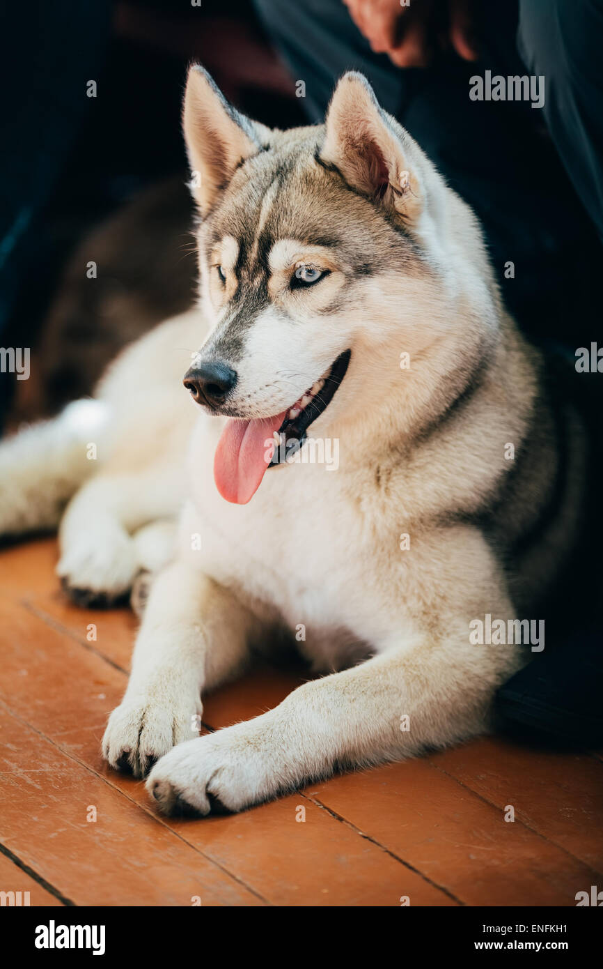 Close Up Young Husky Eskimo Dog Sitting On Wooden Floor Stock Photo - Alamy