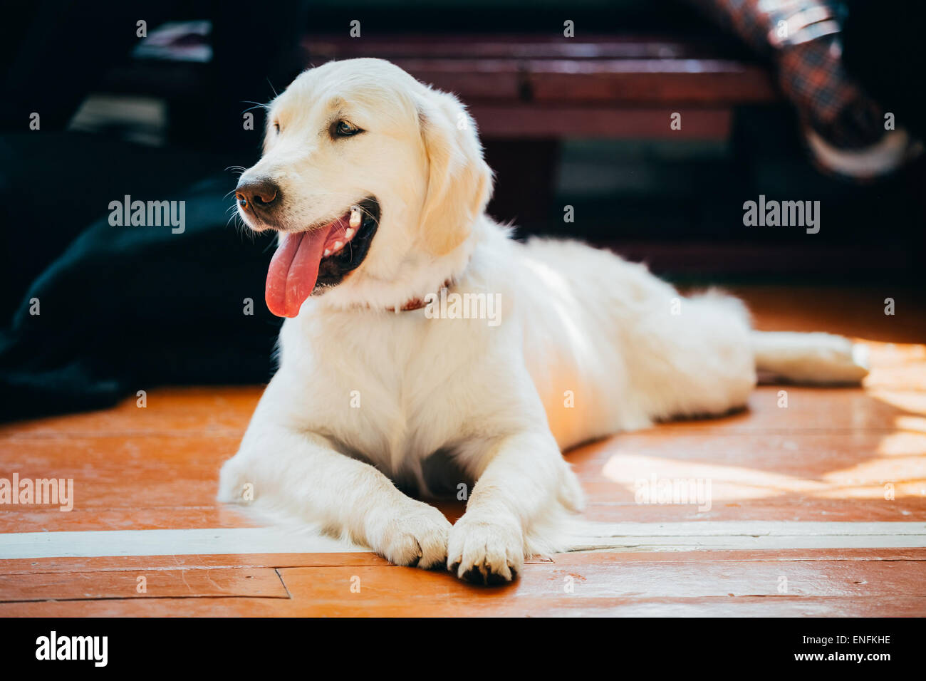 Close Up Young White Golden Labrador Retriever Dog Sitting On Wooden ...