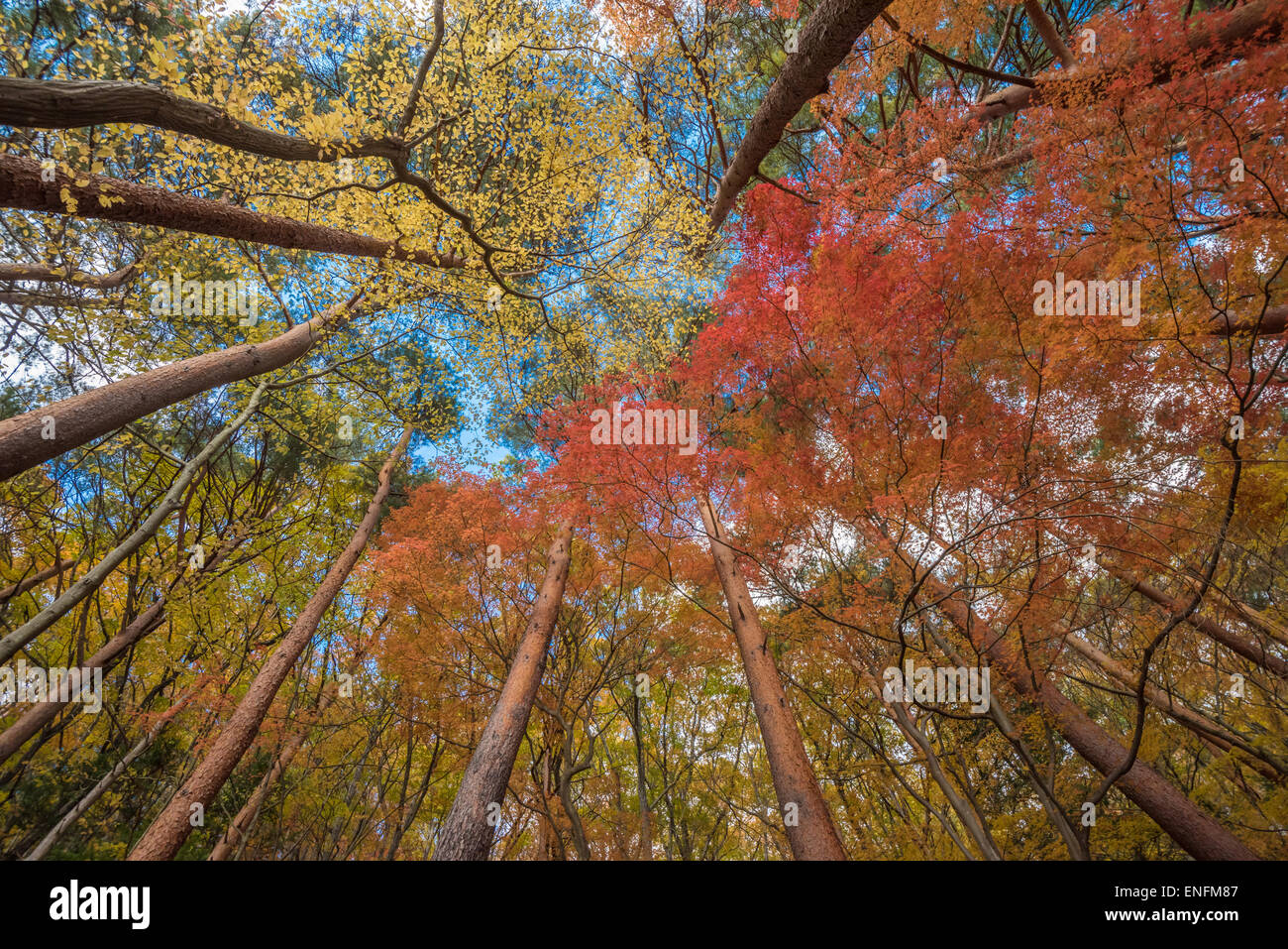 multi color trees in the autunm forest Stock Photo - Alamy
