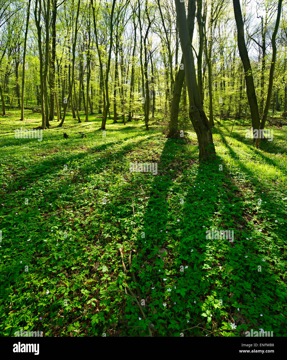 Deciduous forest in the spring, Unstruttal, Lauchagrund, Saxony-Anhalt ...