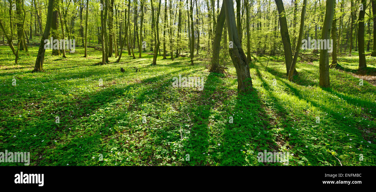 Deciduous forest in the spring, Unstruttal, Lauchagrund, Saxony-Anhalt ...
