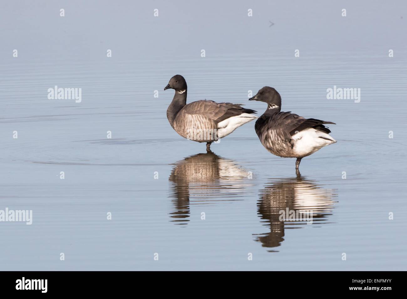 Black brant hi-res stock photography and images - Alamy