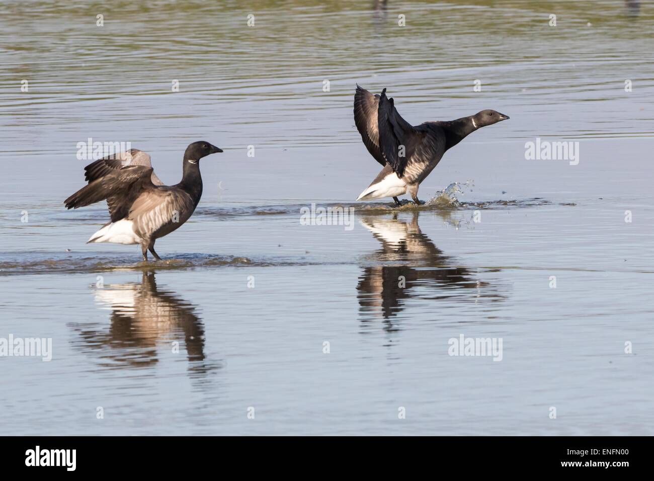 Two Black brants (Branta bernicla) taking flight, Texel, The ...