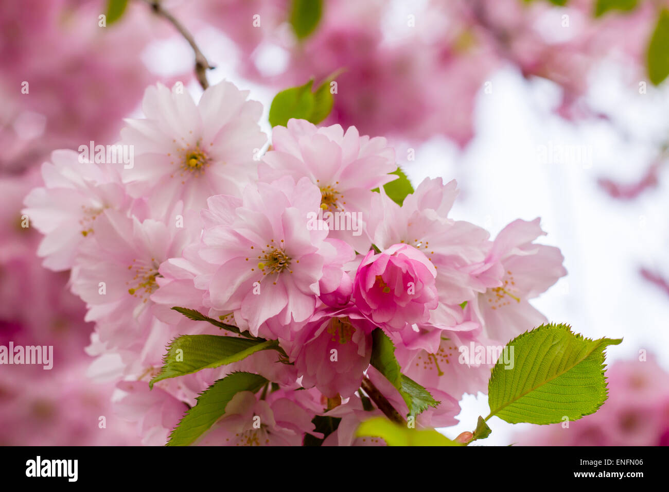 Pink Sakura flower blooming, cherry blossom in the garden Stock Photo ...