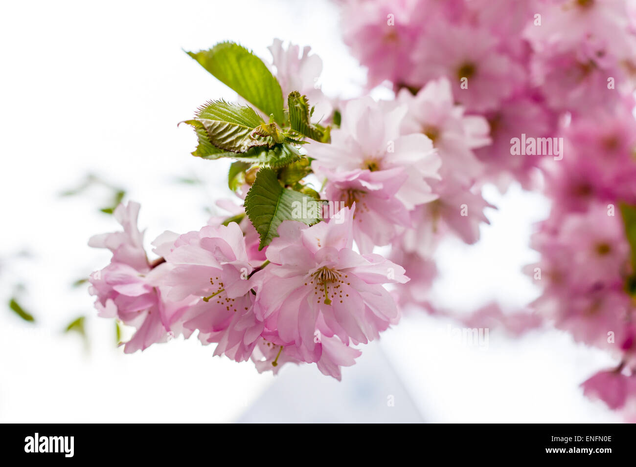 Pink Sakura flower blooming, cherry blossom in the garden Stock Photo ...