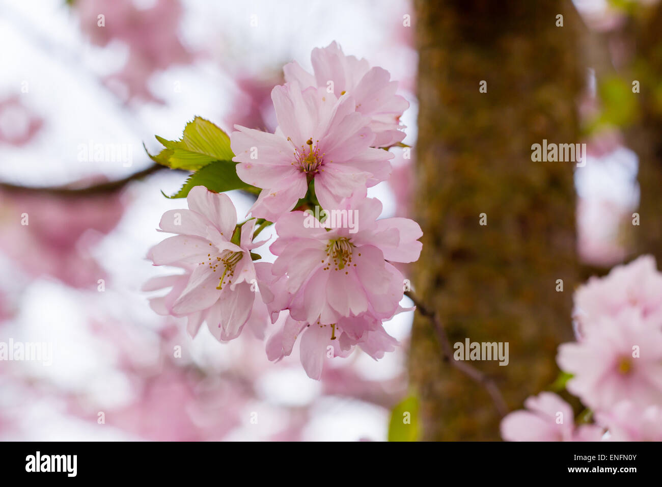 Pink Sakura flower blooming, cherry blossom in the garden Stock Photo ...