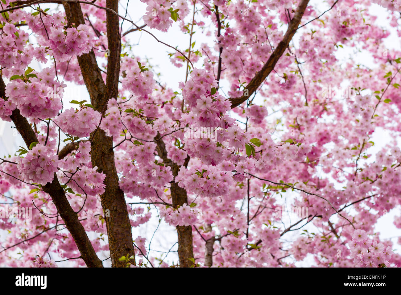 Pink Sakura flower blooming, cherry blossom in the garden Stock Photo ...