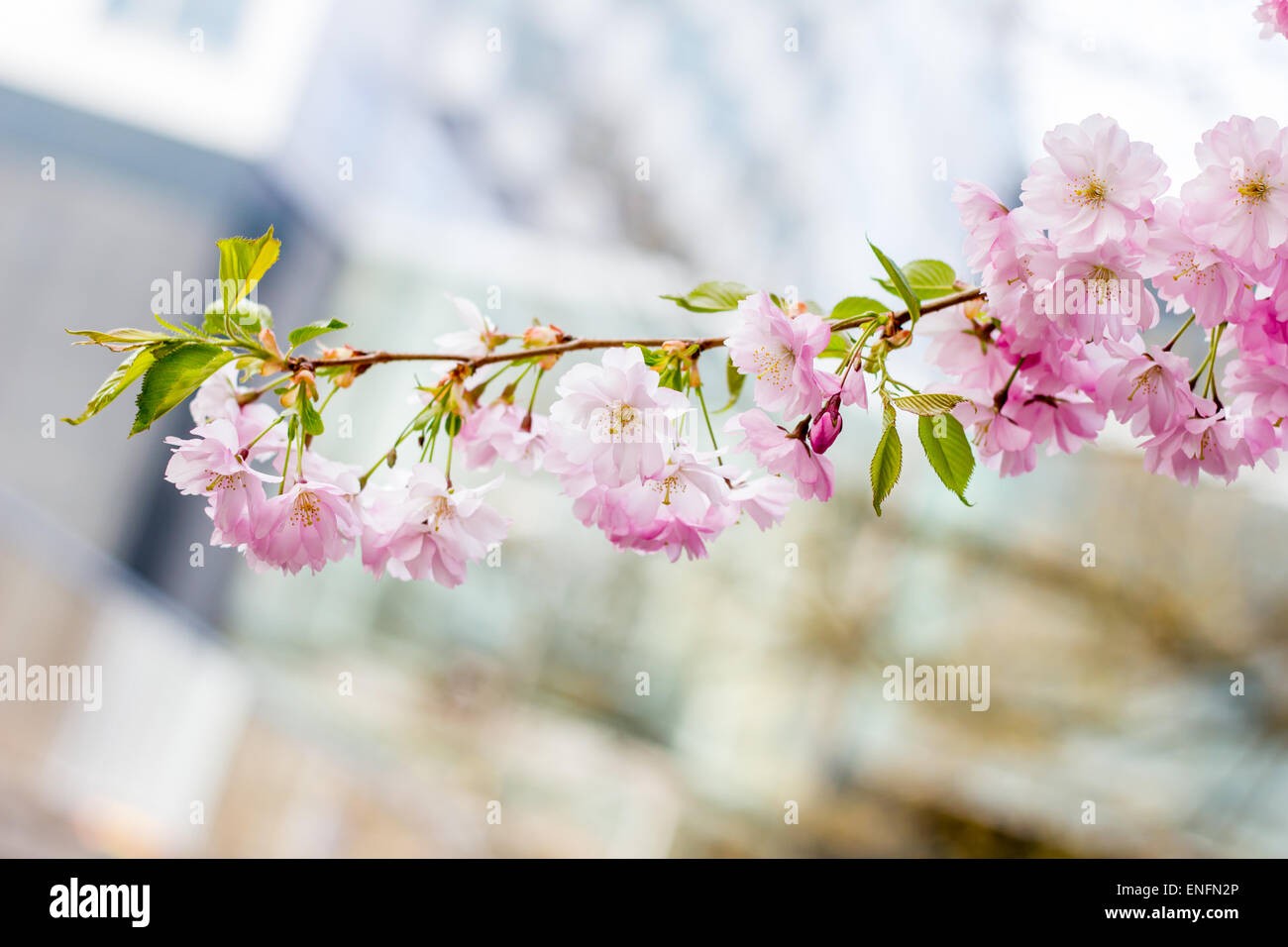 Pink Sakura flower blooming, cherry blossom in the garden Stock Photo ...