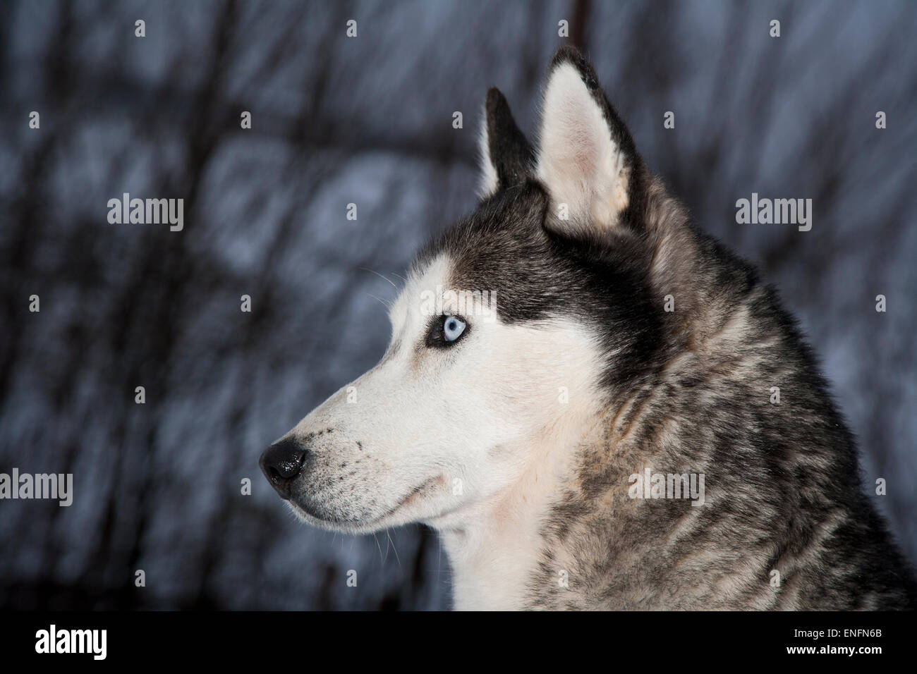 Husky profile hi-res stock photography and images - Alamy