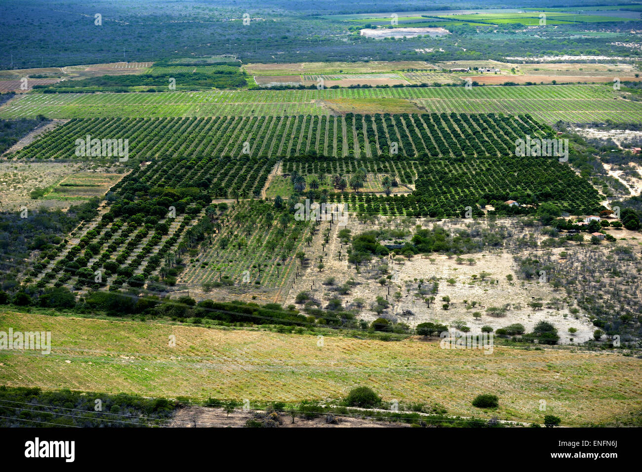 Orchard aerial view hi-res stock photography and images - Alamy