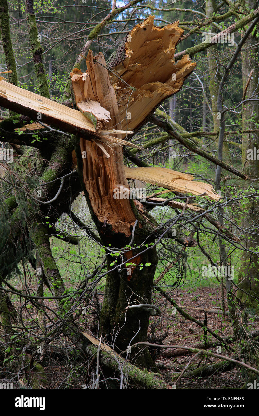 Damage to the tree hi-res stock photography and images - Alamy