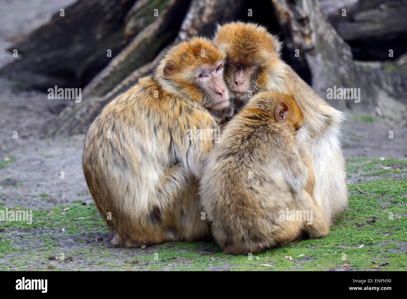 Barbary Macaques (Macaca sylvanus), family huddled against each other ...