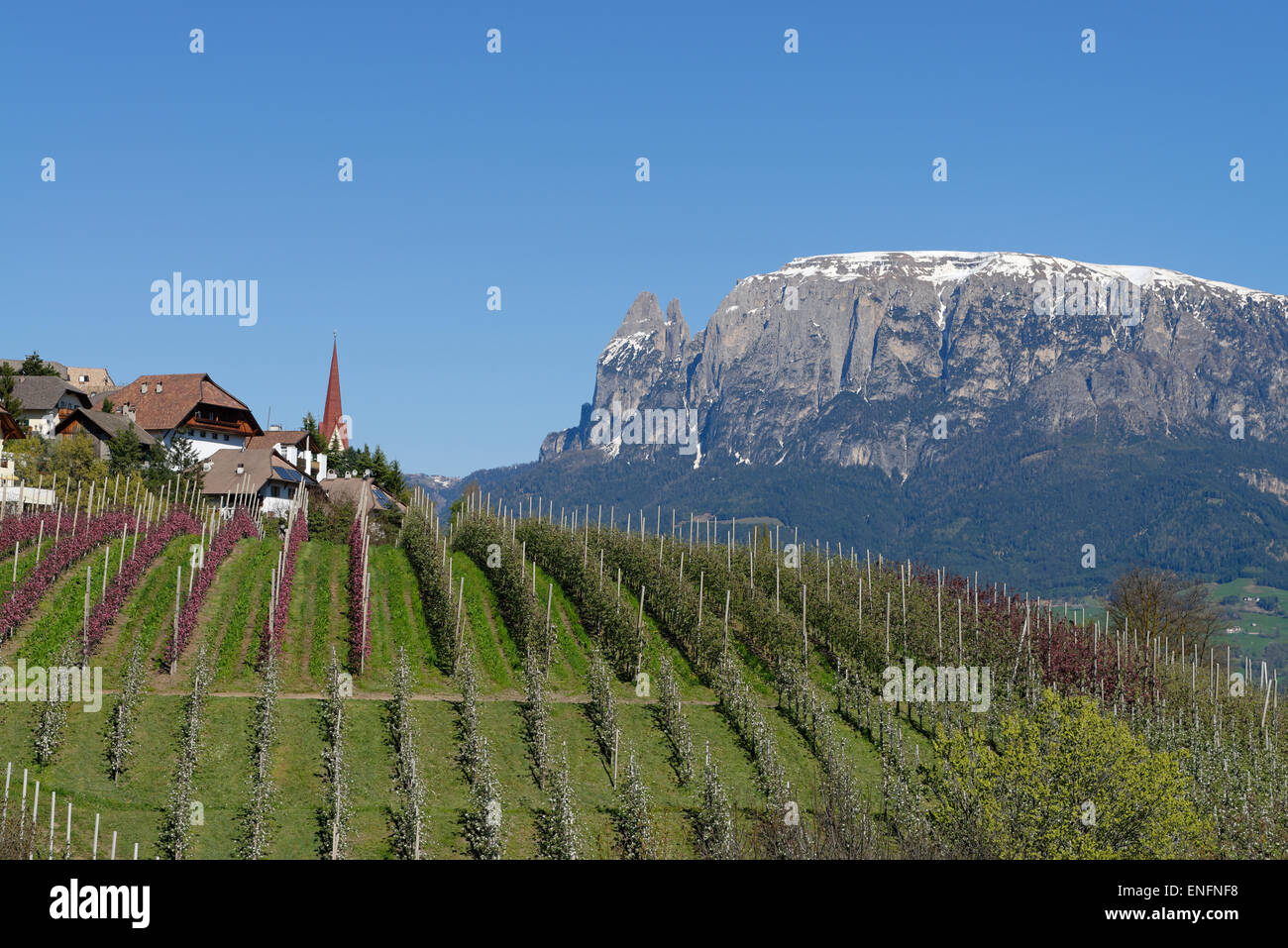 Orchard near Unterinn on the Ritten Renon with Schlern massif, near ...