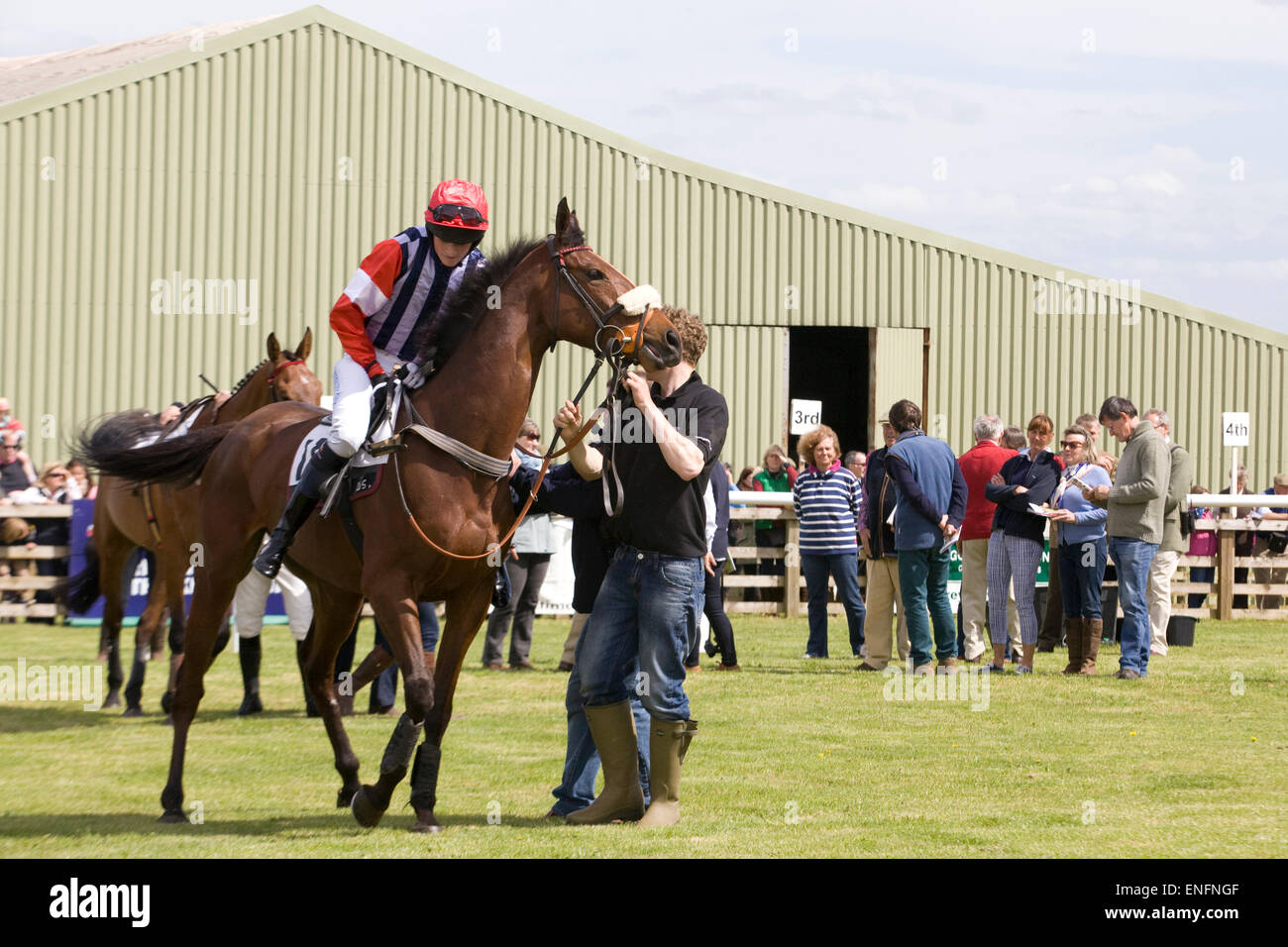 A Thoroughbred horse with jockey walking around the collecting ring ...
