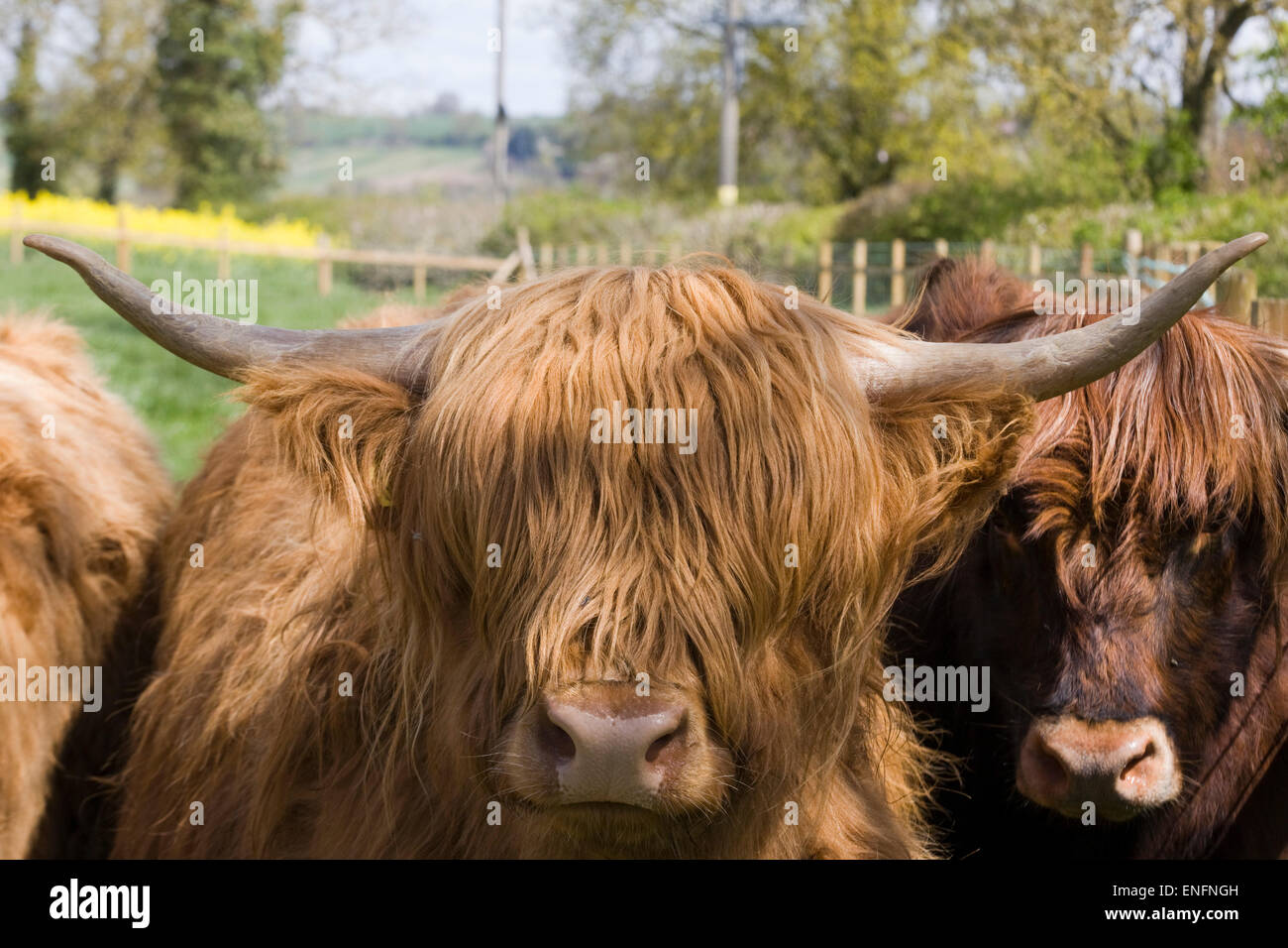 Red haired cows hi-res stock photography and images - Alamy