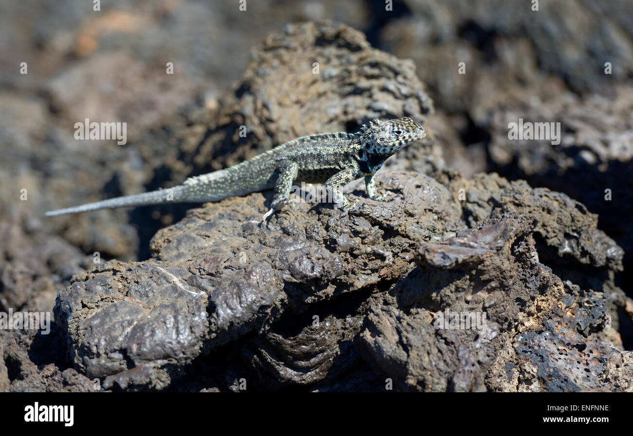 Galapagos Lava Lizard (Microlophus albemarlensis), Punta Moreno ...
