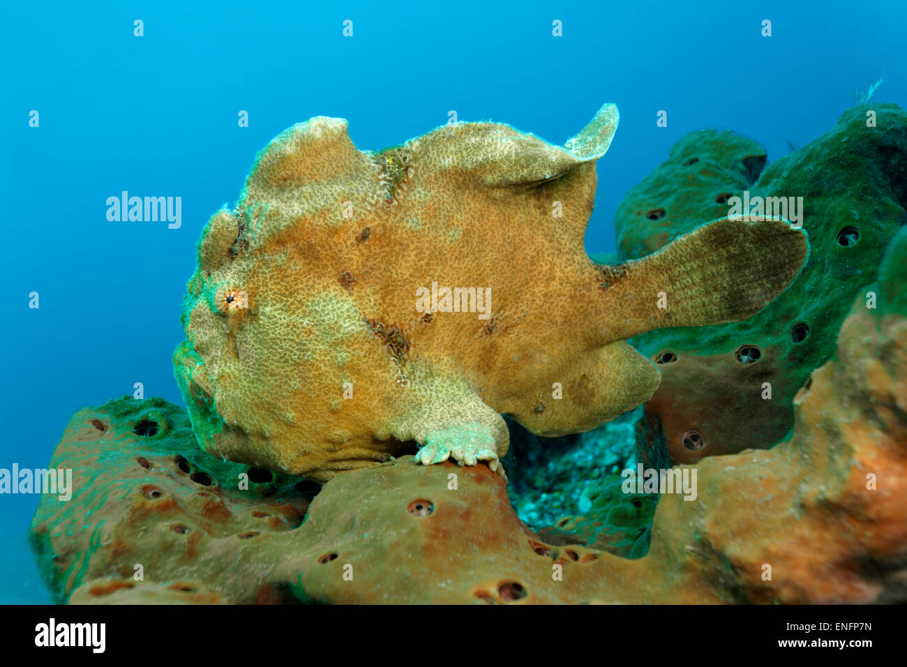 Antennarius commersonii giant frogfish commersons hi-res stock ...