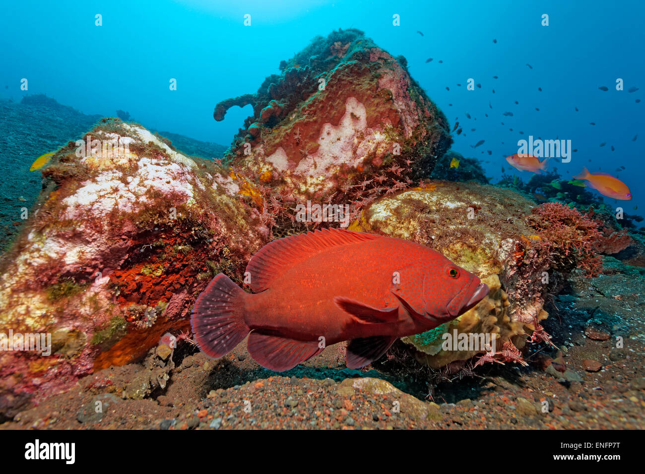 Hingebeak prawns hi-res stock photography and images - Alamy
