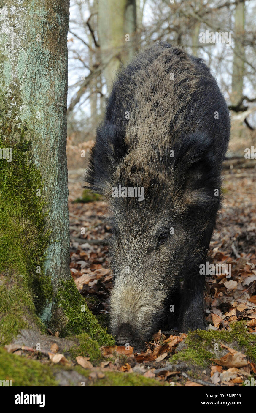 Wild Boar (Sus scrofa), female foraging, captive, North Rhine ...