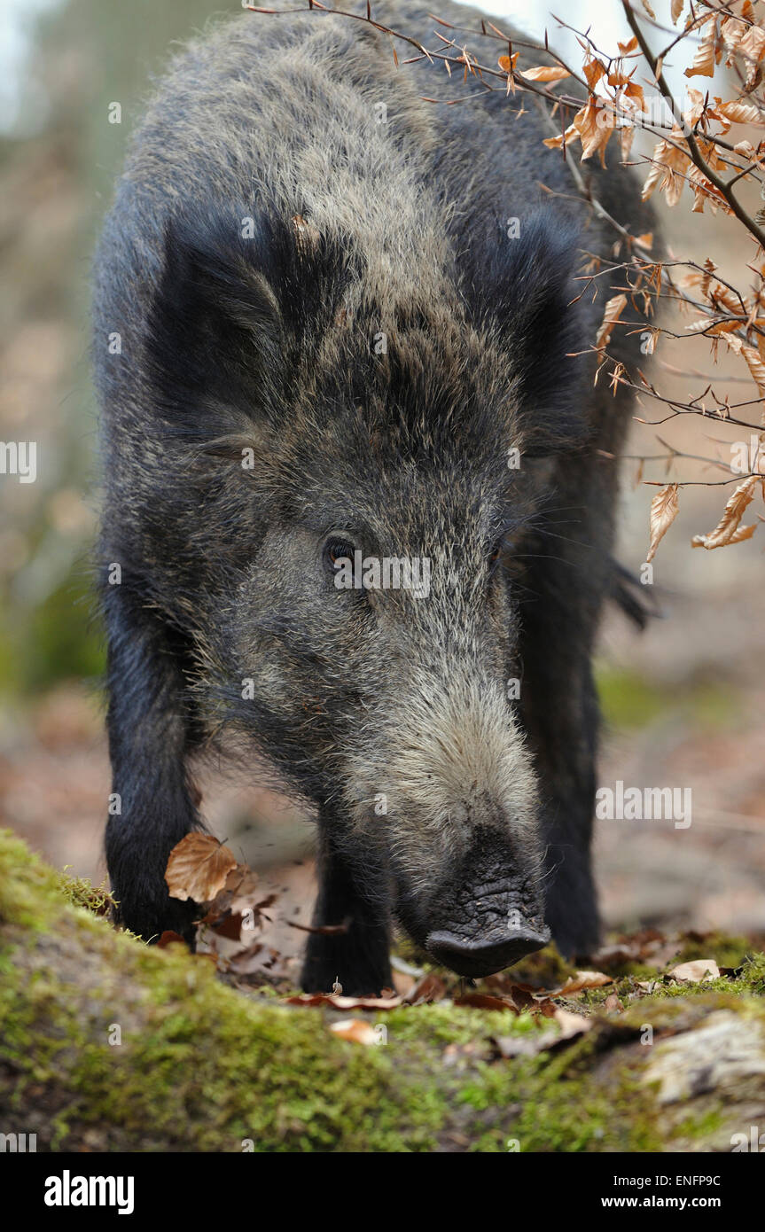Wild Boar (Sus scrofa), female foraging, captive, North Rhine ...