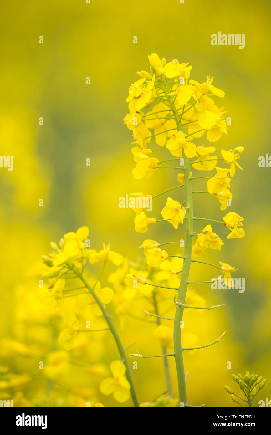 Oil seed rape flowers Stock Photo - Alamy
