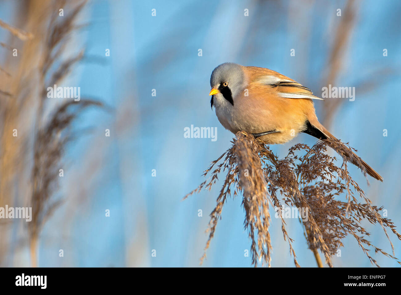 Male panurus biarmicus hi-res stock photography and images - Alamy