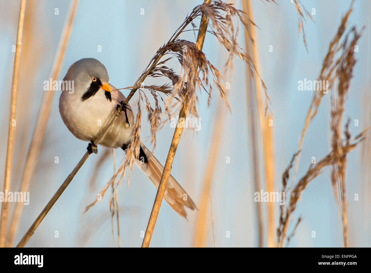 Male panurus biarmicus hi-res stock photography and images - Alamy