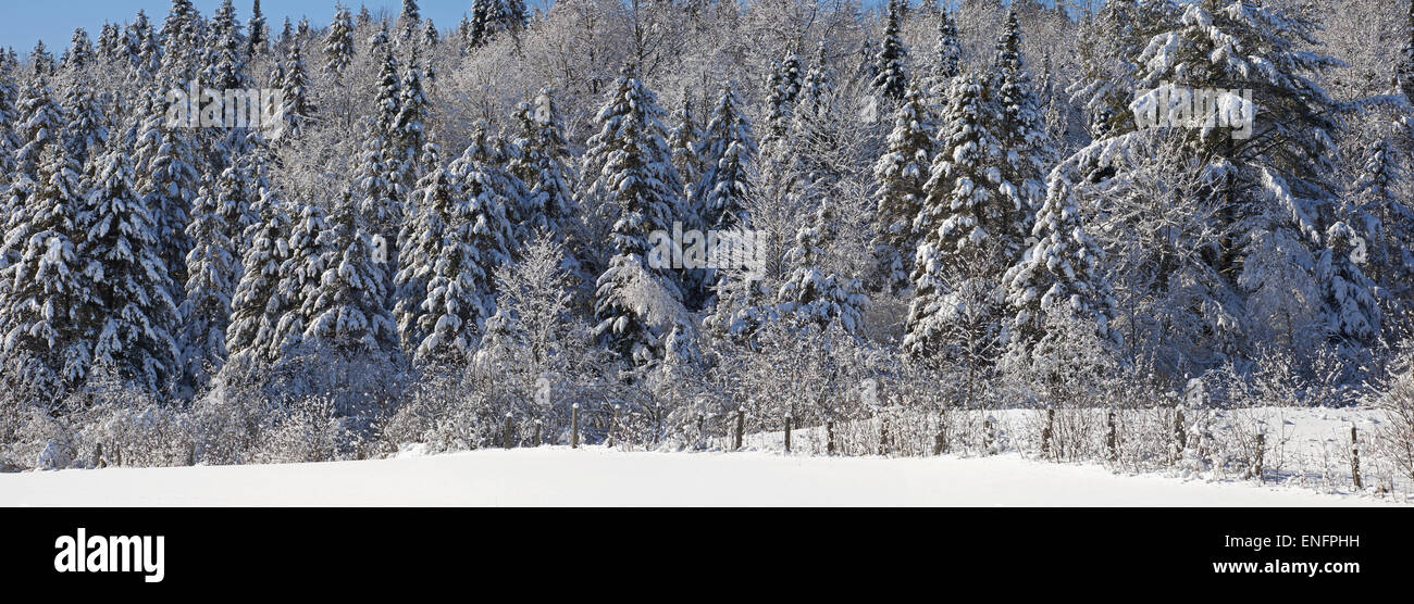 Canada quebec trees hi-res stock photography and images - Alamy