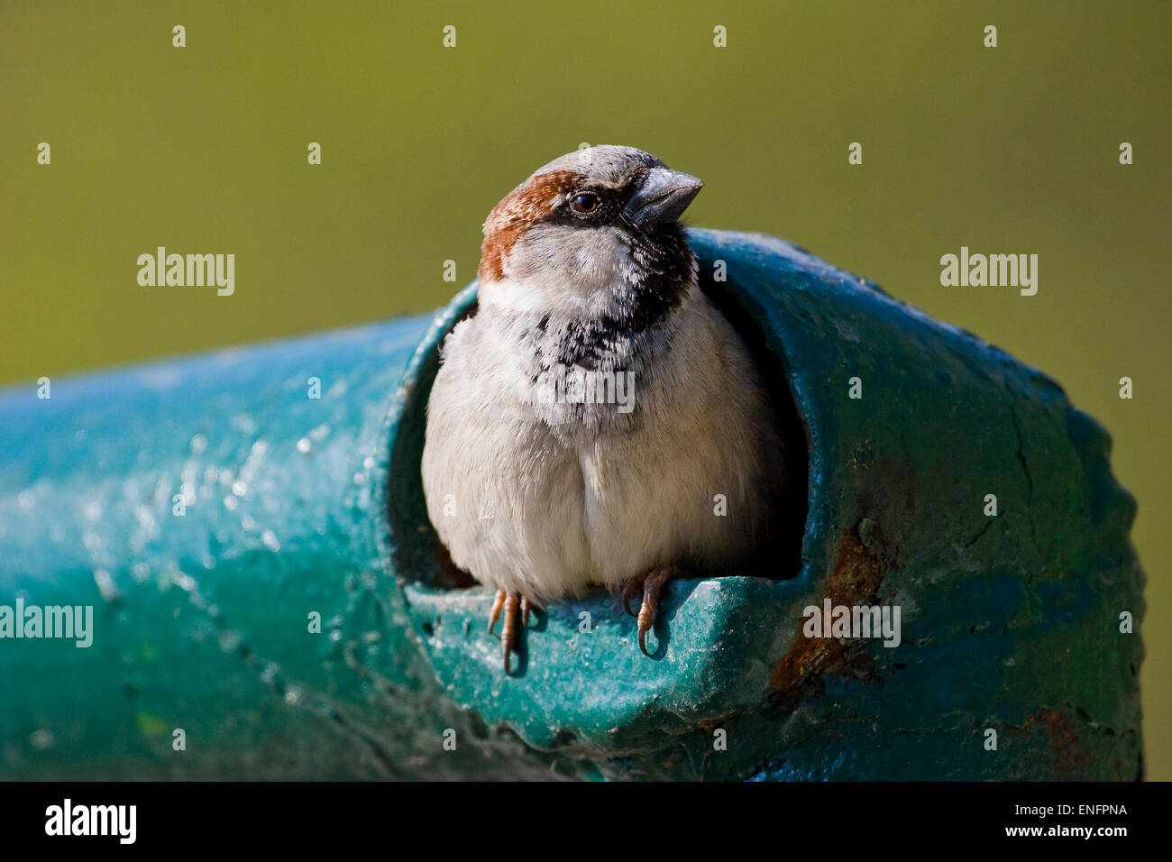 Out of the pipe hi-res stock photography and images - Alamy