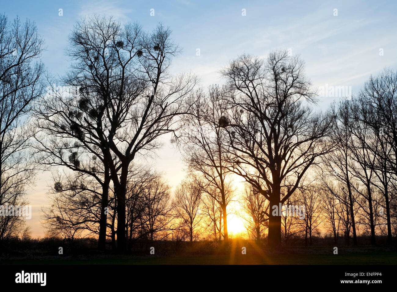 Sunset behind Poplar trees (Populus spp.) with mistletoe, Drömling ...
