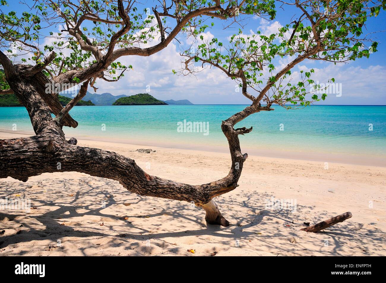 Sandy beach with tree, Ilot Choizil, Mayotte Stock Photo - Alamy