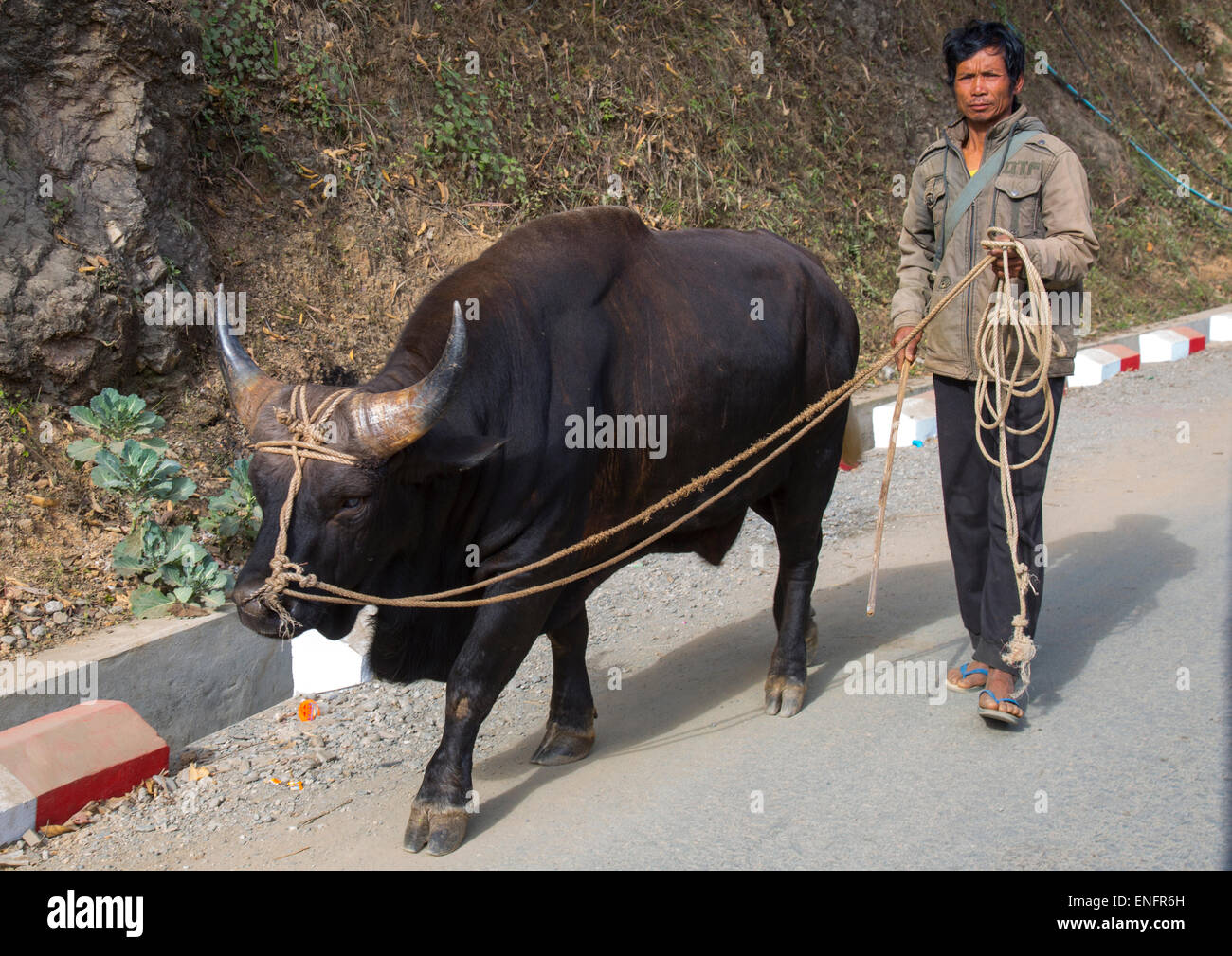 Man With A Gaur In The Street, Mindat, Myanmar Stock Photo - Alamy
