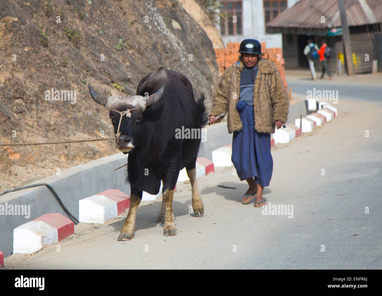 Man With A Gaur In The Street, Mindat, Myanmar Stock Photo - Alamy