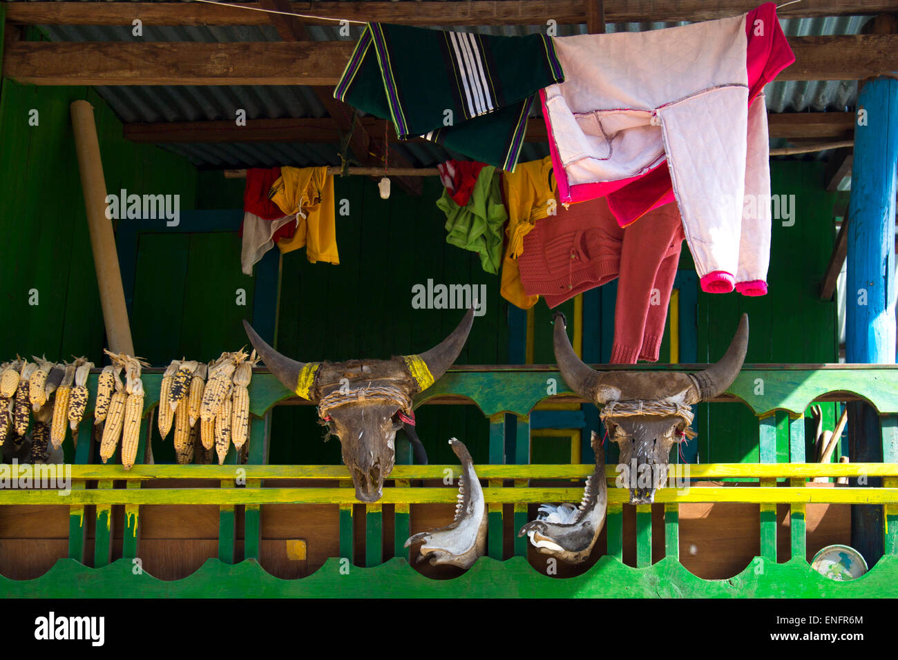 Gaur myanmar hi-res stock photography and images - Alamy