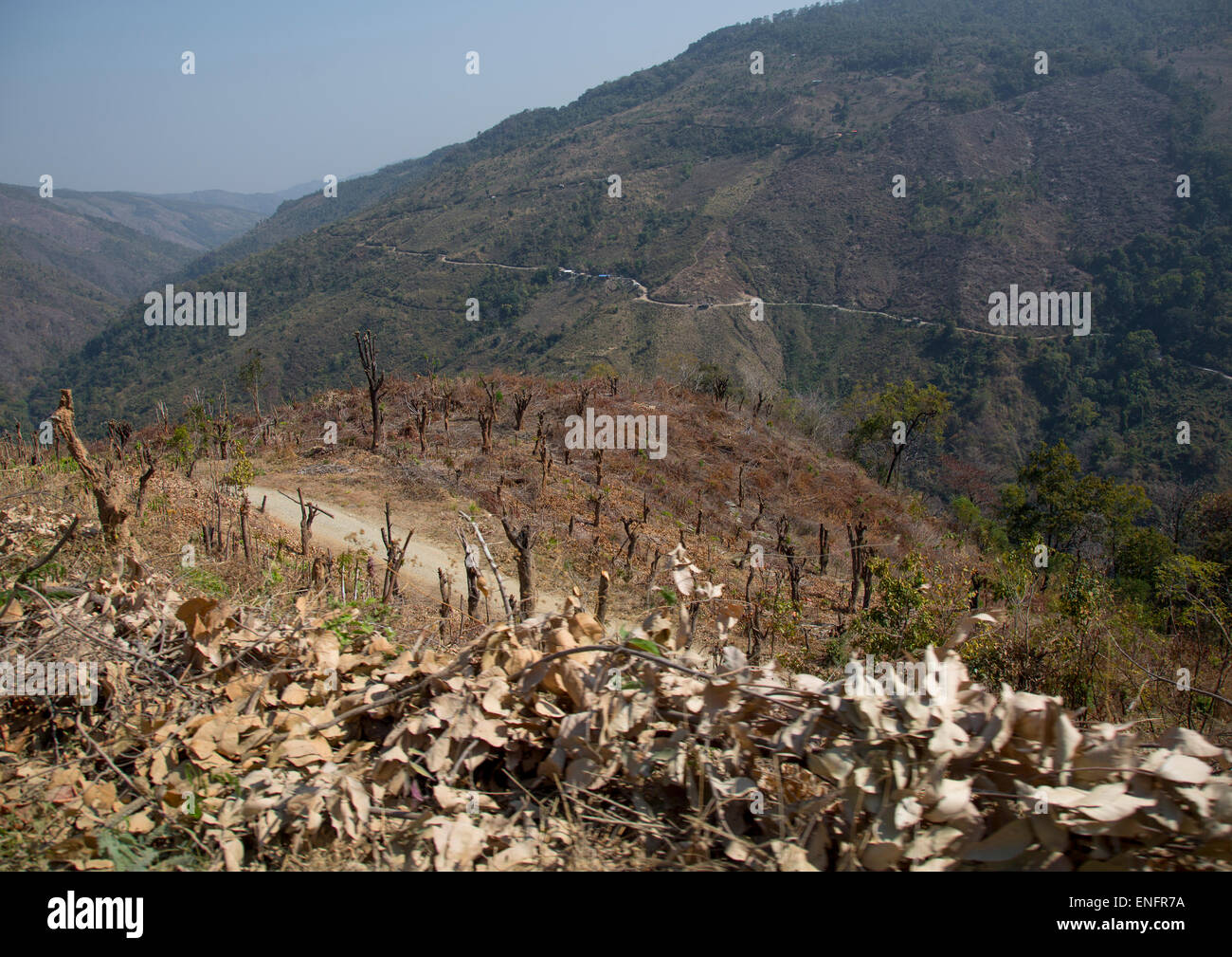 After A Forest Fire, Mindat, Myanmar Stock Photo - Alamy