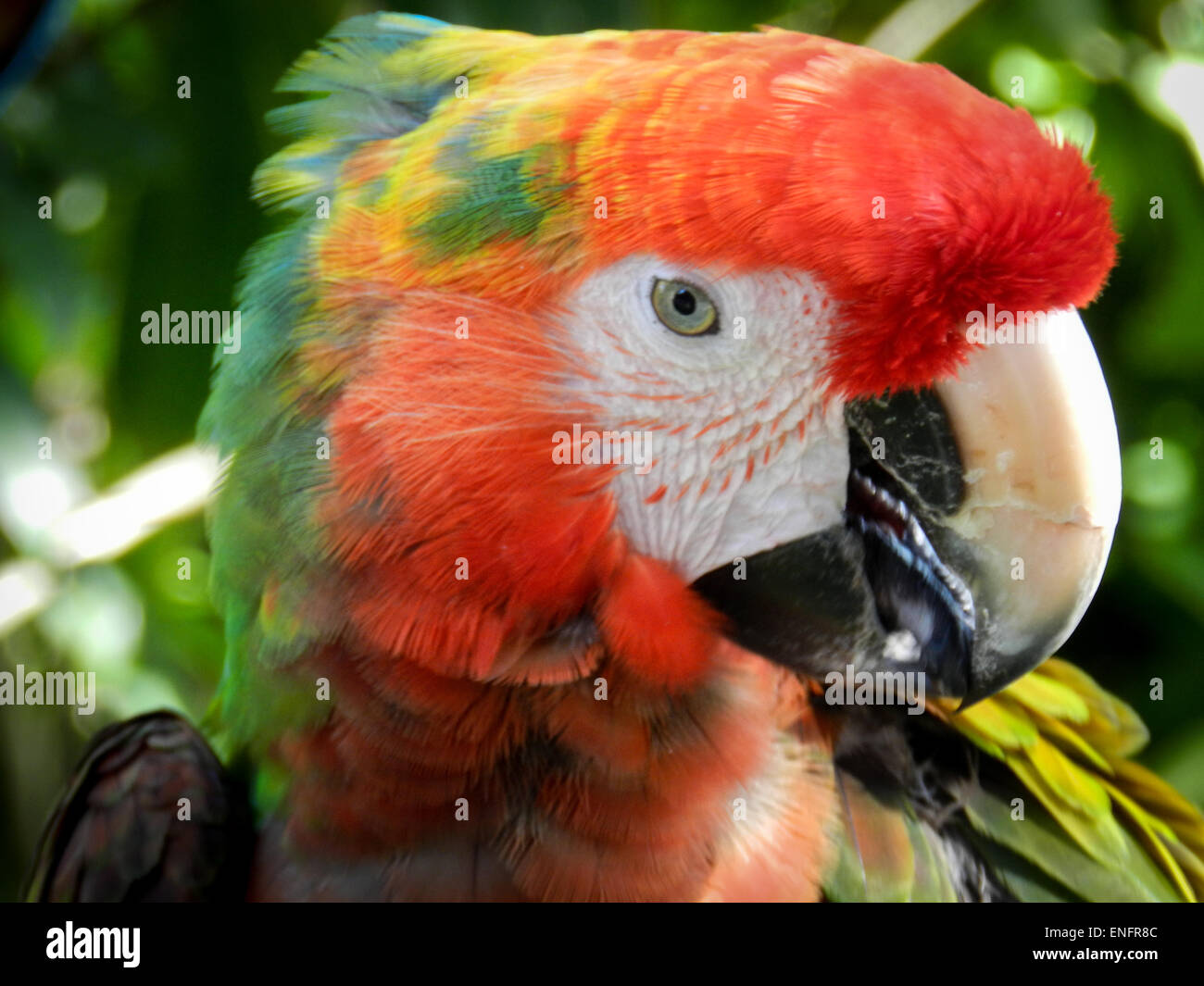 Parrot with colourful rainbow feathers Stock Photo - Alamy