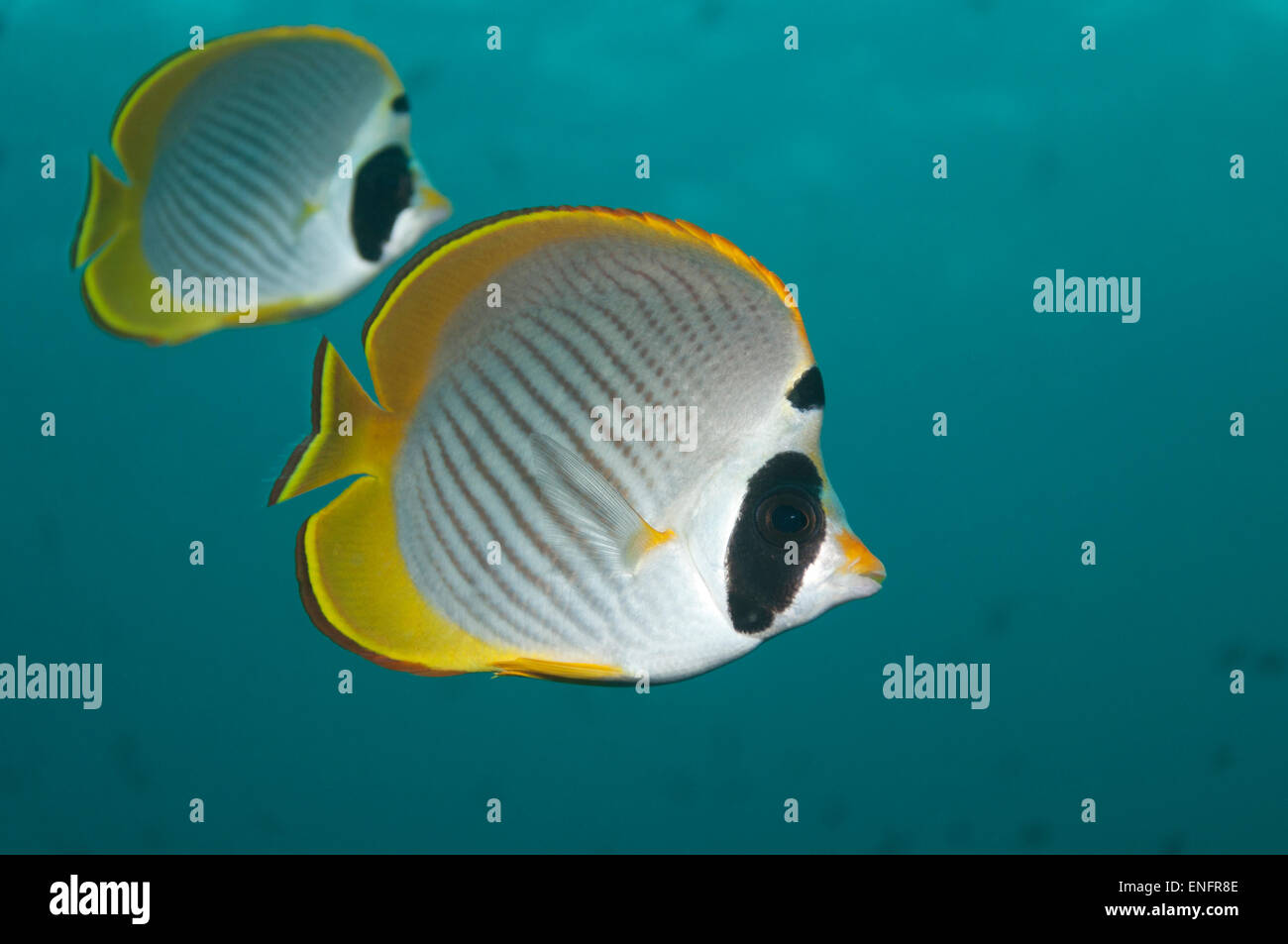 Philippine Butterflyfish (Chaetodon adiergastos), two, Bali, Indonesia ...