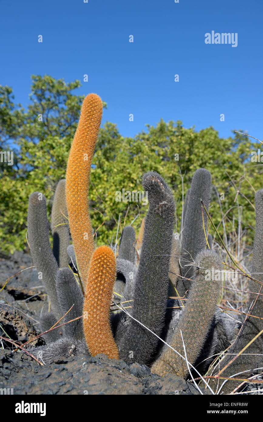 Lava-Cactus (Brachycereus nesioticus), Punta Moreno, Isabela Island ...