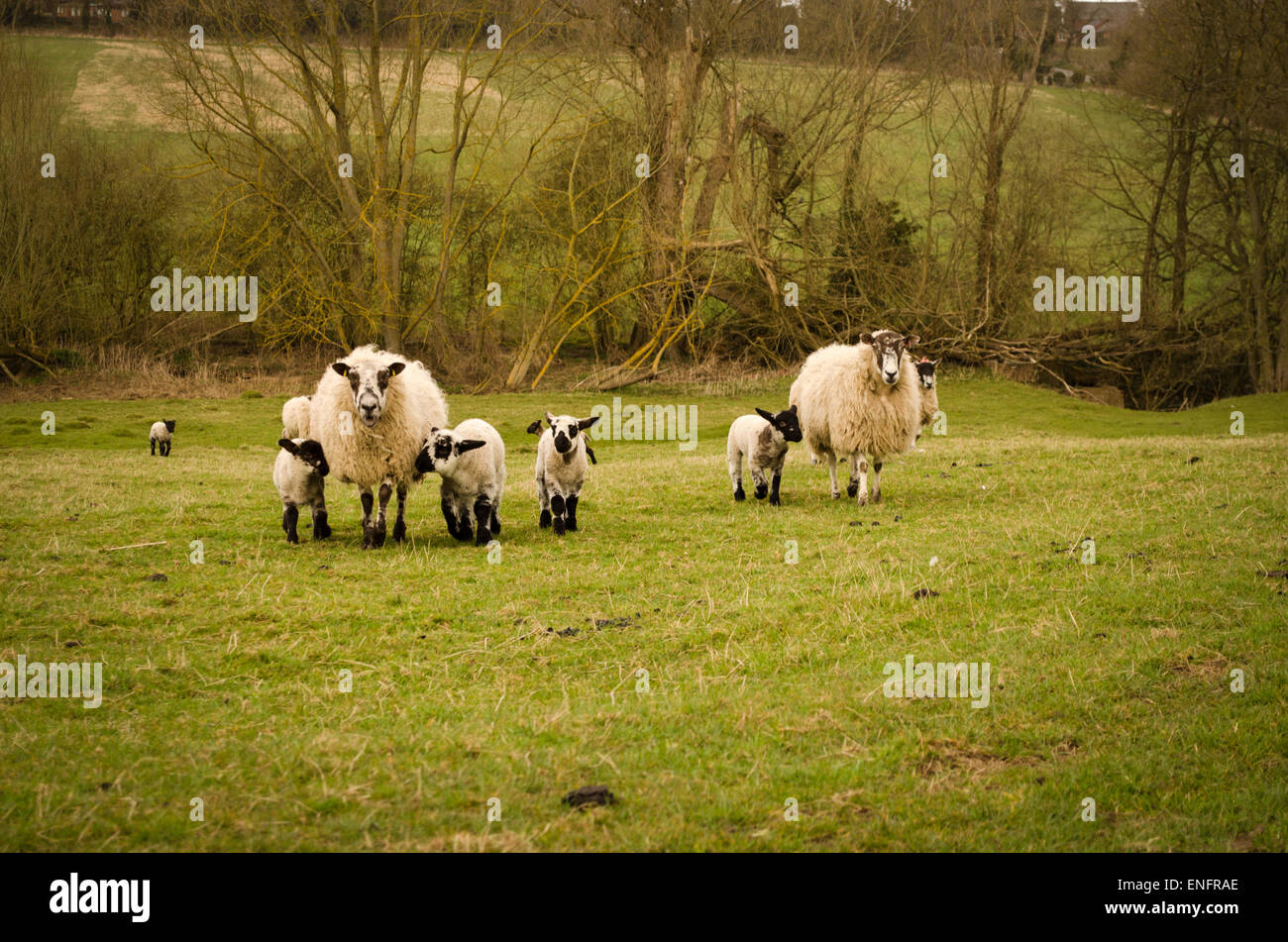 Lambs, Sheep, countryside, farm, fields Stock Photo - Alamy