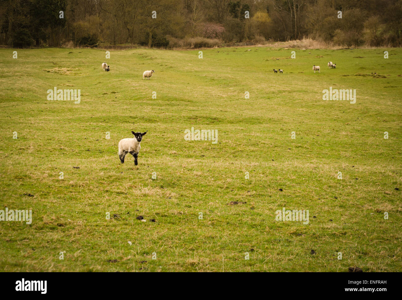 Lambs, Sheep, countryside, farm, fields Stock Photo - Alamy