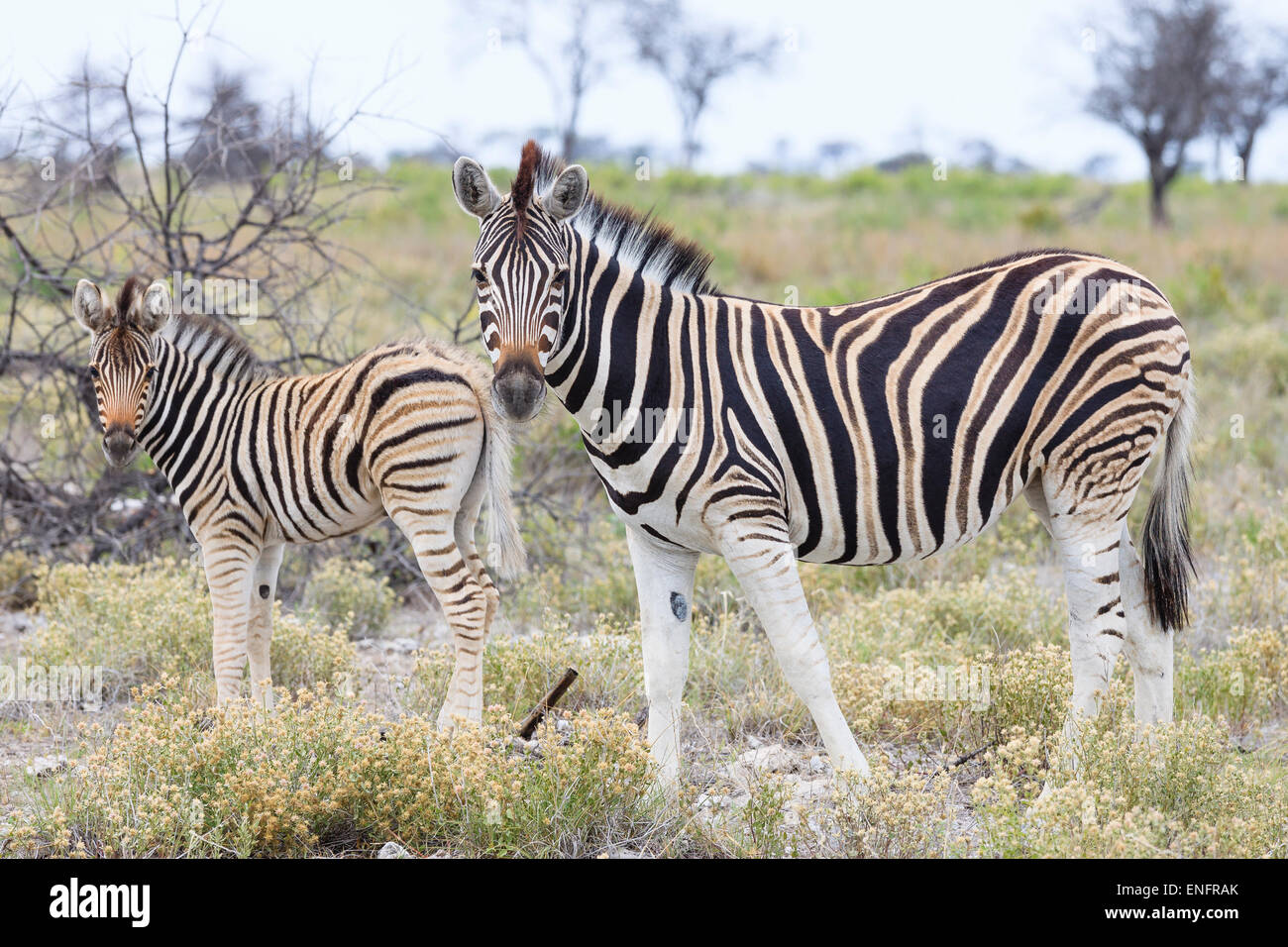 Plains Zebra (Equus quagga), female with foal, Etosha National Park ...