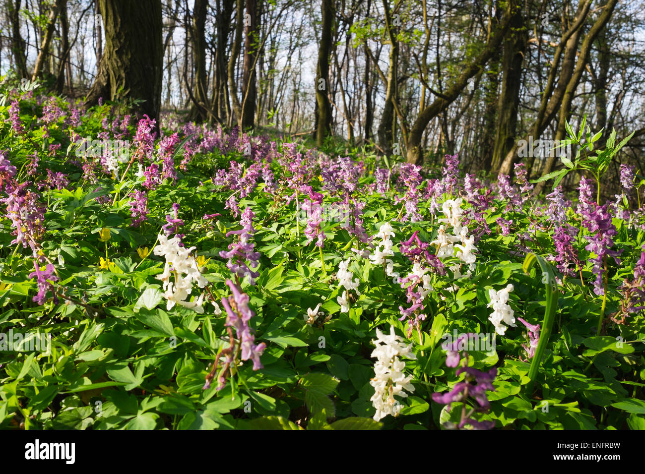 Corydalis cava hollowroot hi-res stock photography and images - Alamy