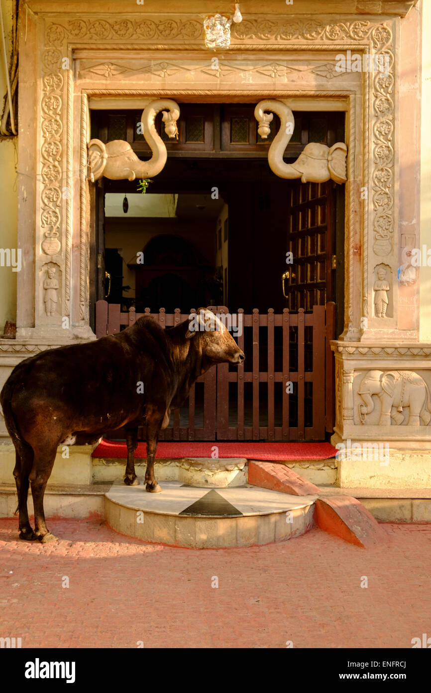 Cow on the streets of Bundi, India Stock Photo - Alamy
