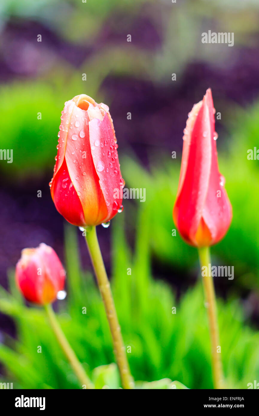 colorful tulips, Beautiful tulips in spring garden Stock Photo - Alamy