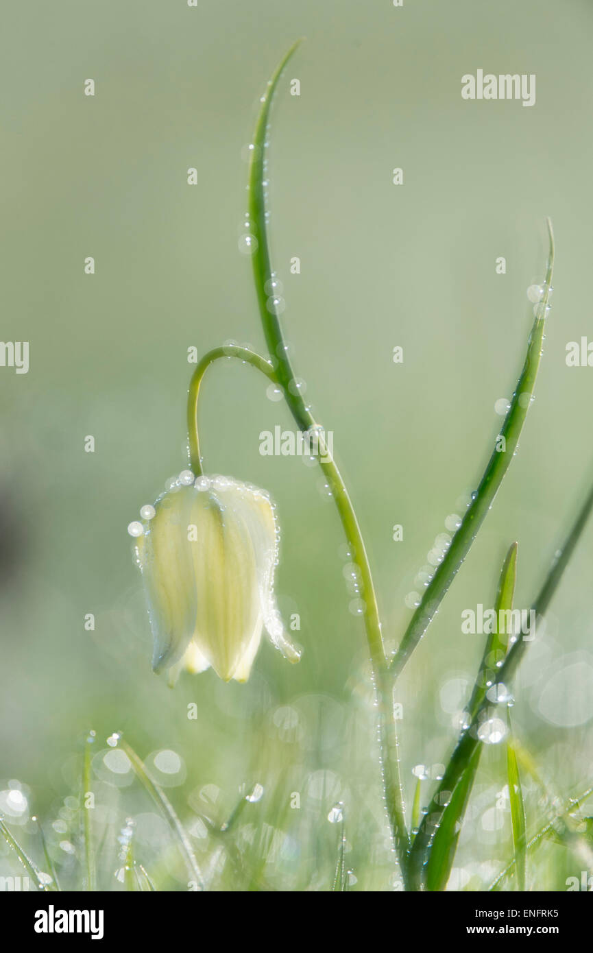 White fritillaria hi-res stock photography and images - Alamy