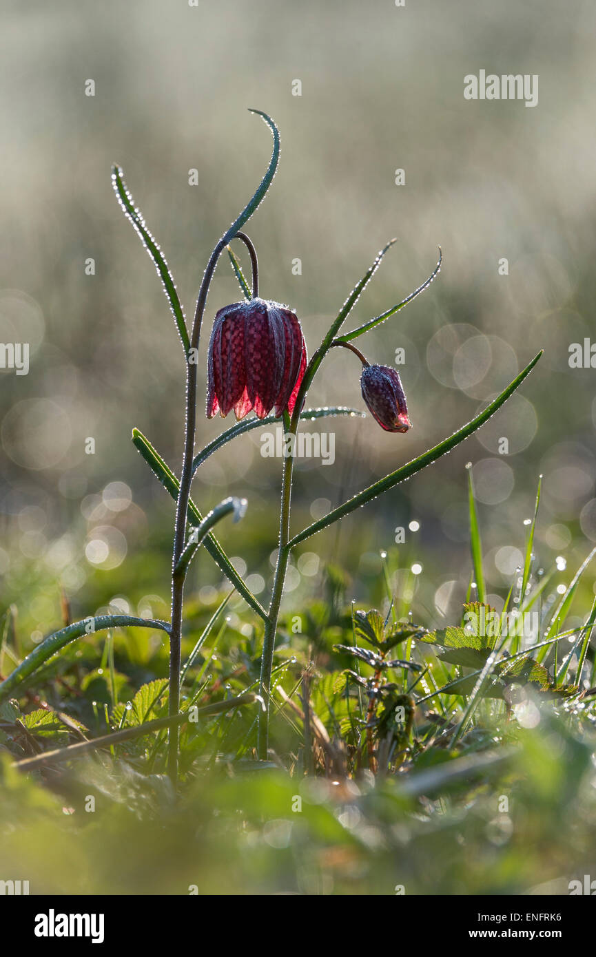 Purple Snake's head fritillary (Fritillaria meleagris), Hesse, Germany ...