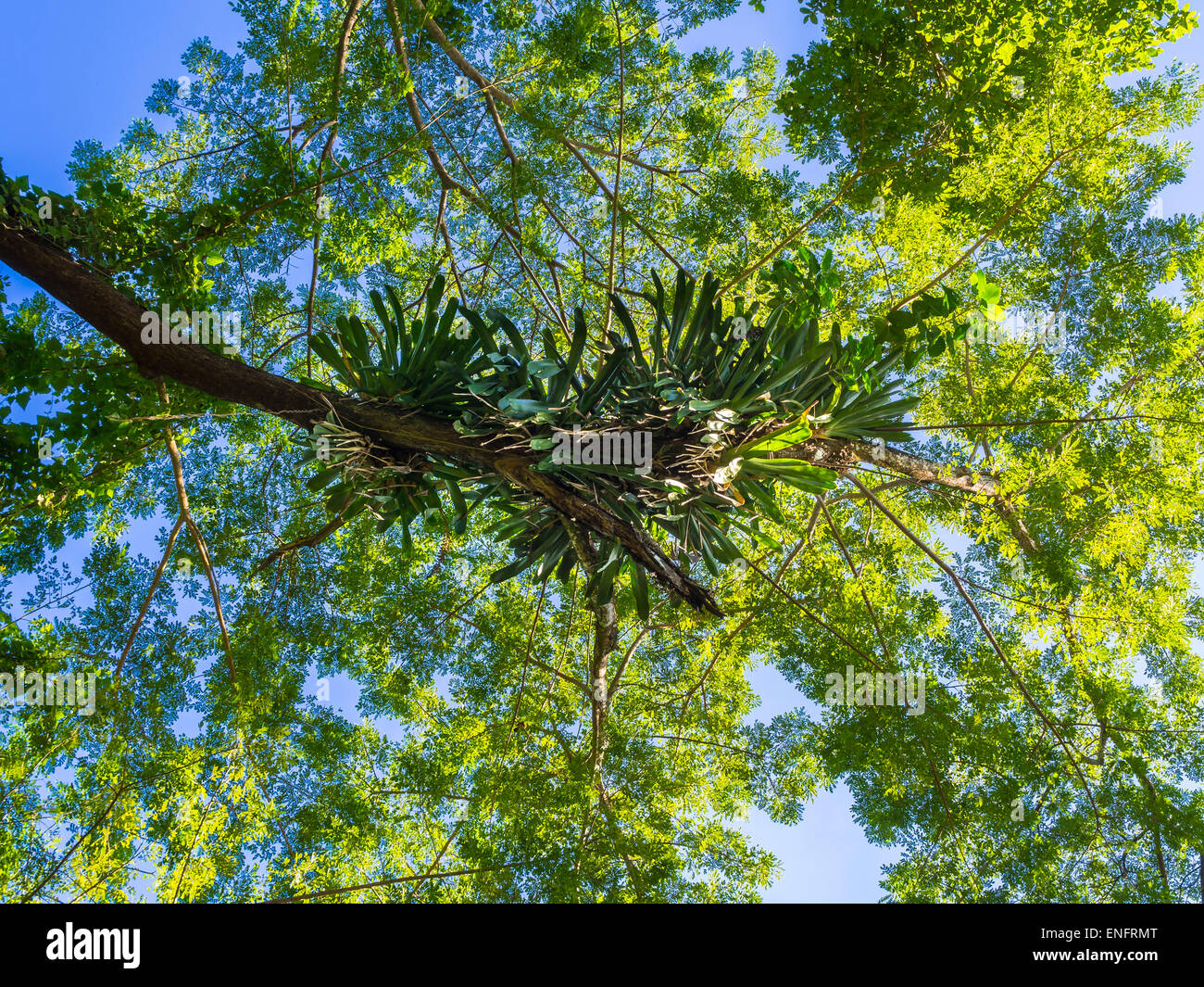 Lianas climbing tree hi-res stock photography and images - Alamy