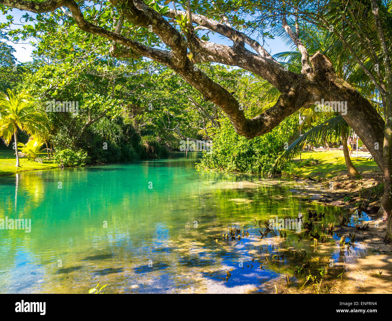 Freshwater river, at Frenchmans Cove, Drapers, Portland region, Jamaica ...